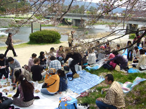 Hanami "Potluck" Picnic | KYOTO UNIVERSITY