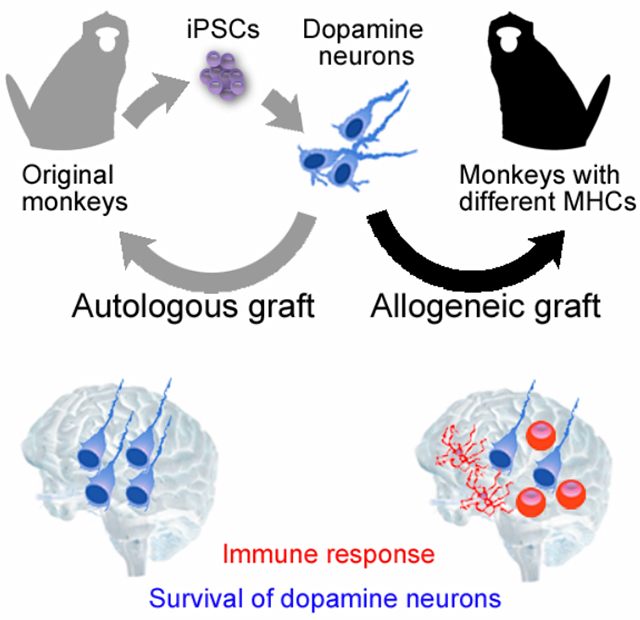 Direct Comparison of Autologous and Allogeneic Transplantation of iPSC ...