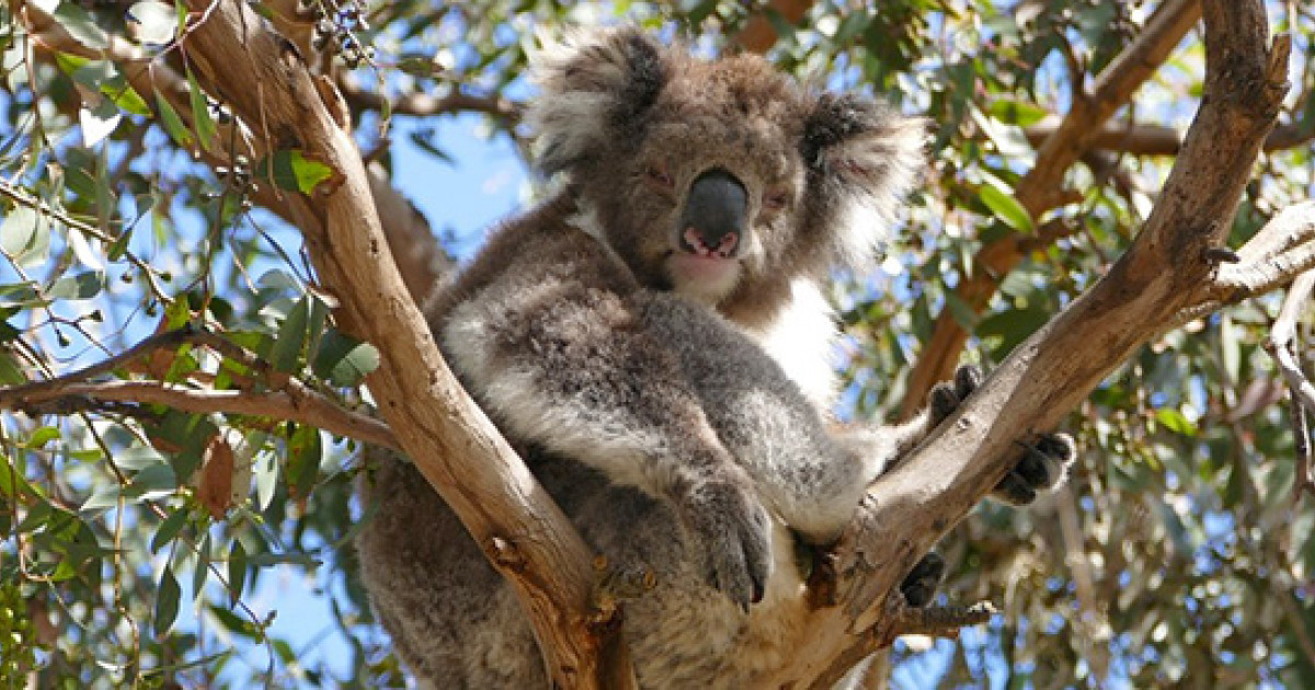 What does the koala genome tell us about the taste of eucalyptus ...