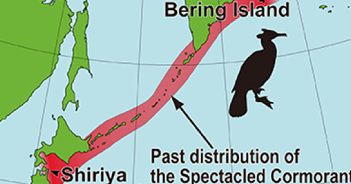 Giant, recently extinct seabird also inhabited Japan | KYOTO UNIVERSITY