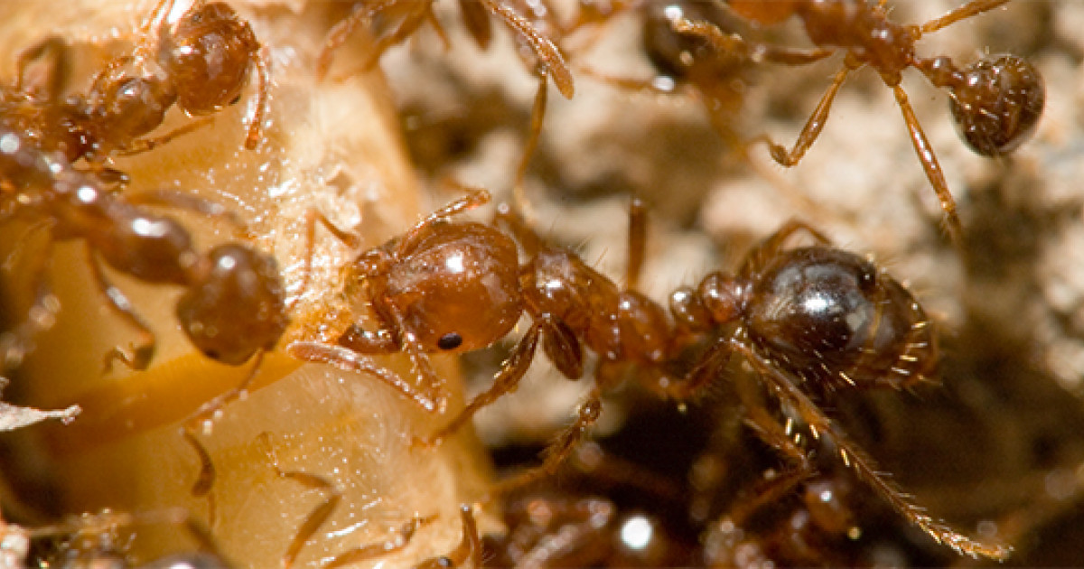 Virus may help combat fire ants, but caution is needed | KYOTO UNIVERSITY