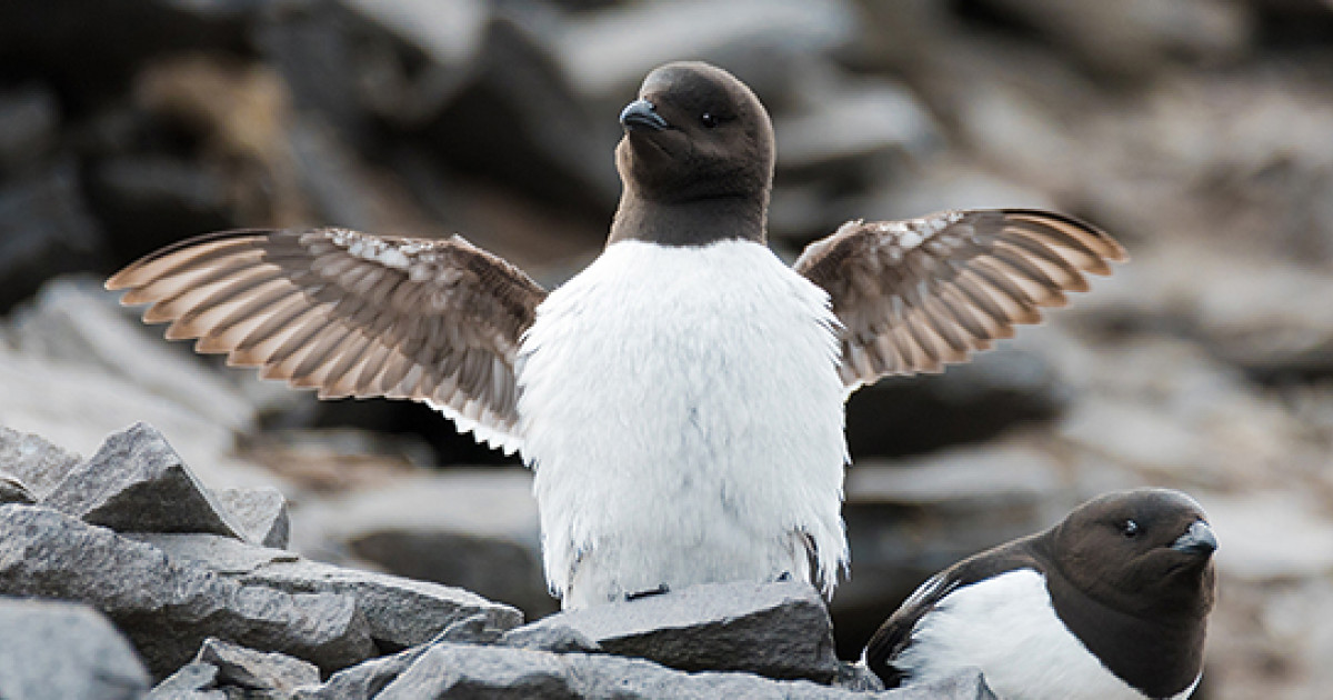 The little auks that lived in the Pacific | KYOTO UNIVERSITY