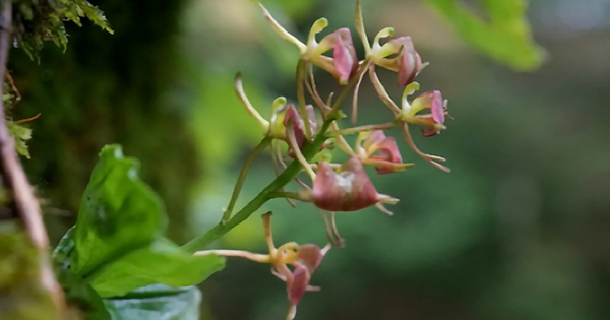 Endangered Japanese Orchid Found Inhabiting Northern Kyoto | KYOTO ...