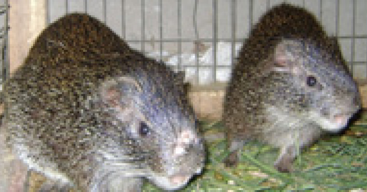 Cane rat breeding in northern Ghana offers hope for improved food ...