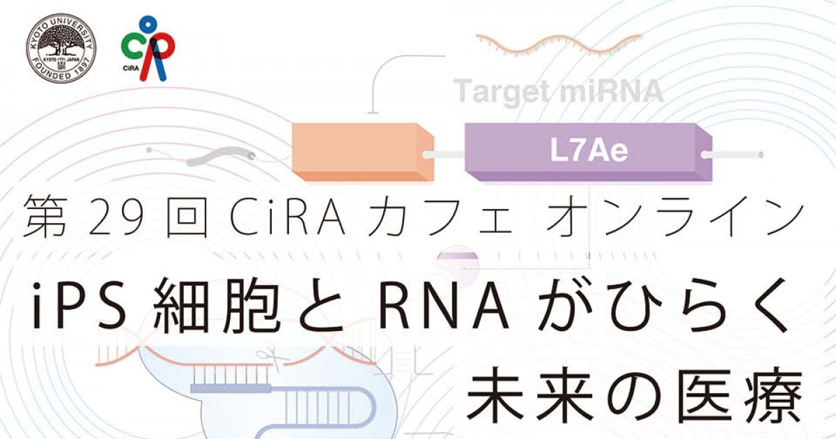 第29回 CiRAカフェ「iPS細胞とRNAがひらく未来の医療」 | 京都大学