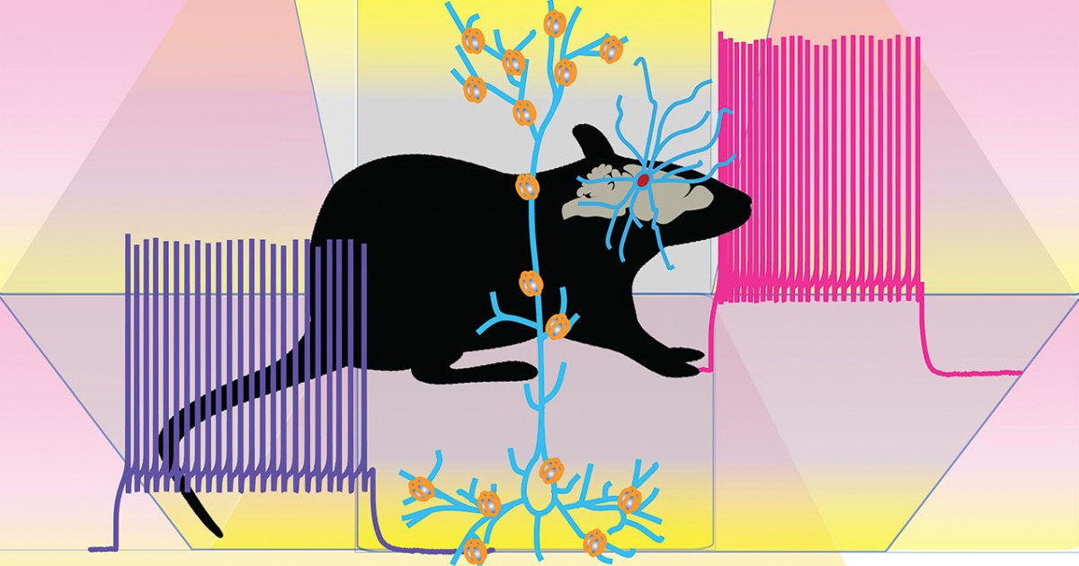 When neurons behave like a double-edged sword | KYOTO UNIVERSITY