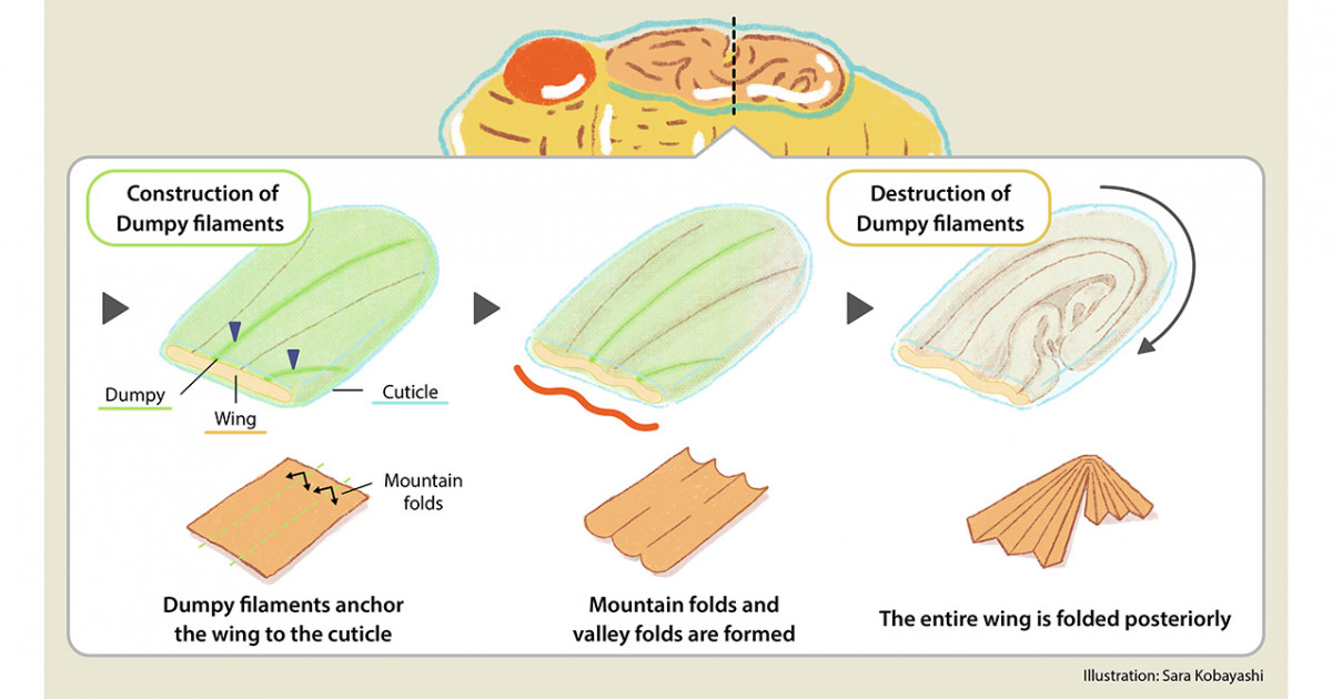 Unveiling the mechanism of 3D folding of cell sheets | KYOTO UNIVERSITY