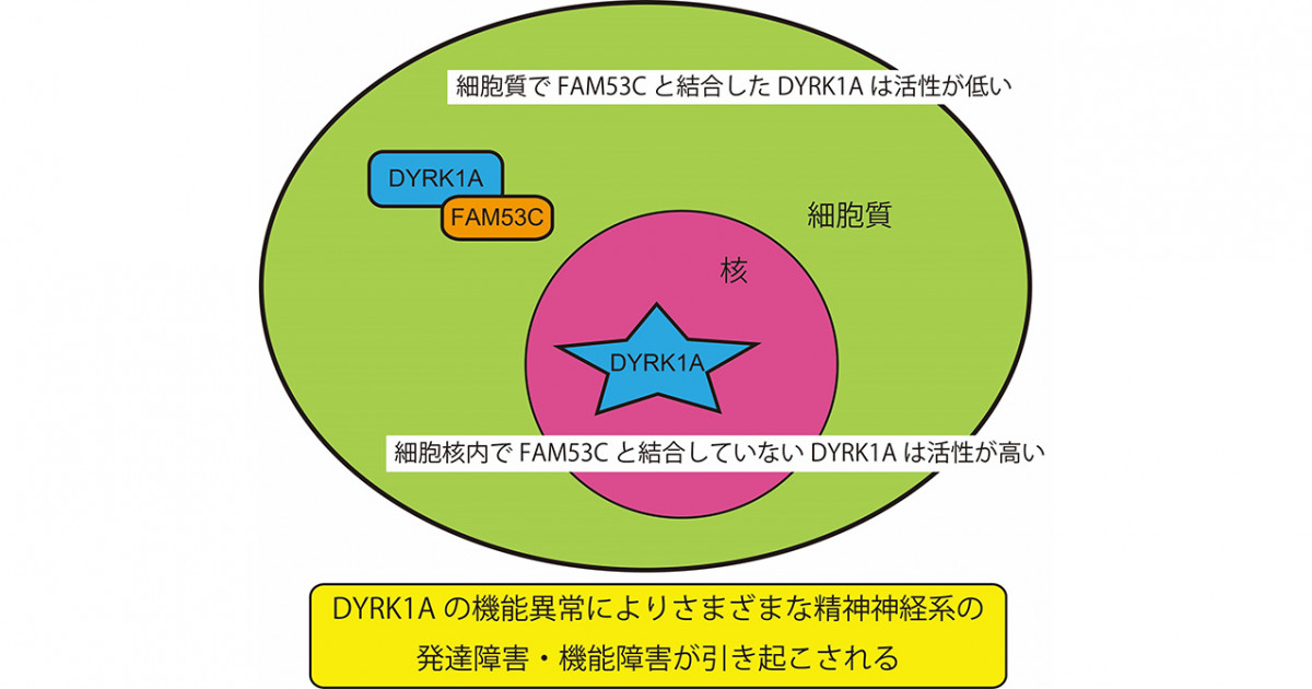 ダウン症・自閉症関連タンパク質キナーゼDYRK1Aの抑制因子の発見―FAM53Cタンパク質はDYRK1Aに結合して活性を低下させる― | 京都大学