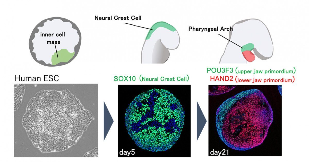Cells putting on a face | KYOTO UNIVERSITY