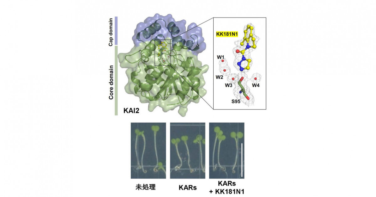 [B!] KAI2由来生理現象解明を可能にするKAI2阻害剤を発見―作物の潜在的な能力応用へ―