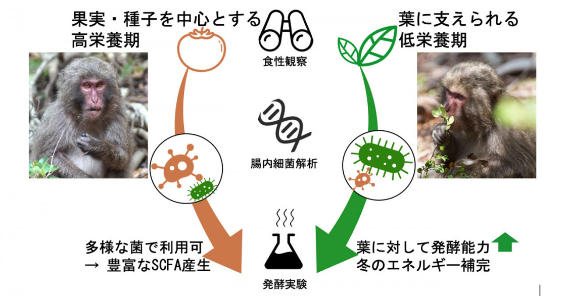 CAR-T治療、スピードが鍵―CAR-T細胞療法の待機期間をどう調整するかのヒントを発見― | 京都大学