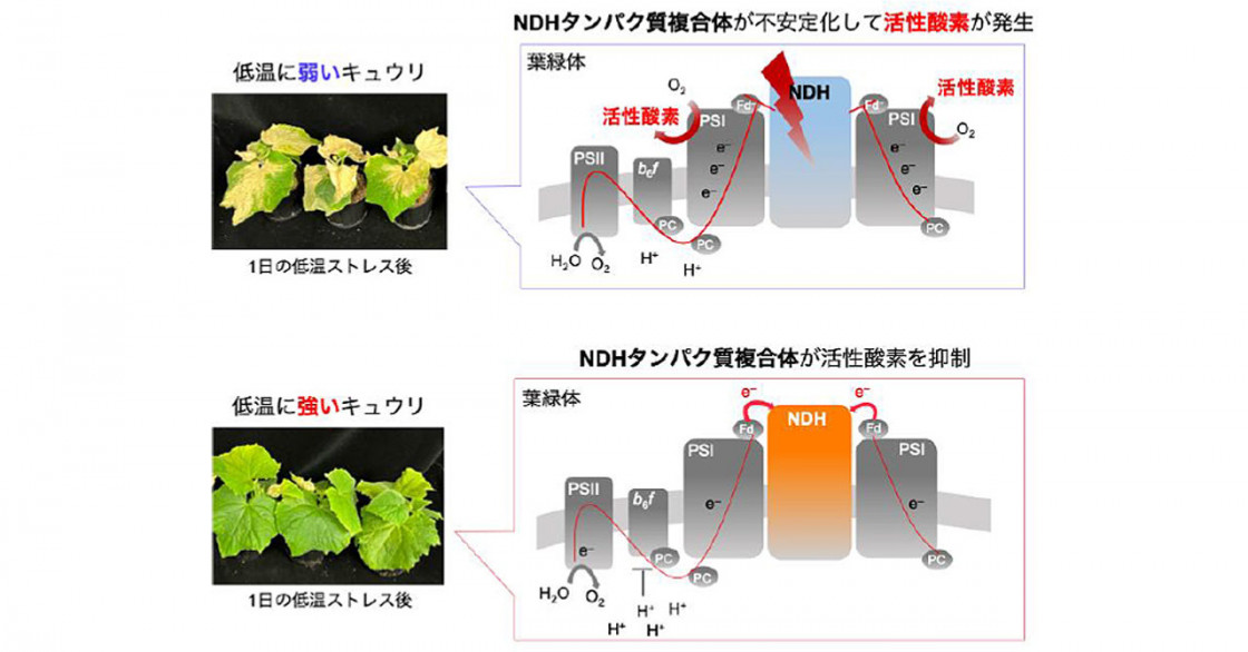 CAR-T治療、スピードが鍵―CAR-T細胞療法の待機期間をどう調整するかのヒントを発見― | 京都大学