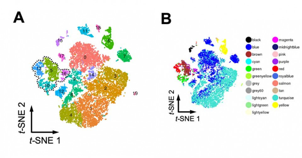 Near-infrared probe decodes telomere dynamics | KYOTO UNIVERSITY